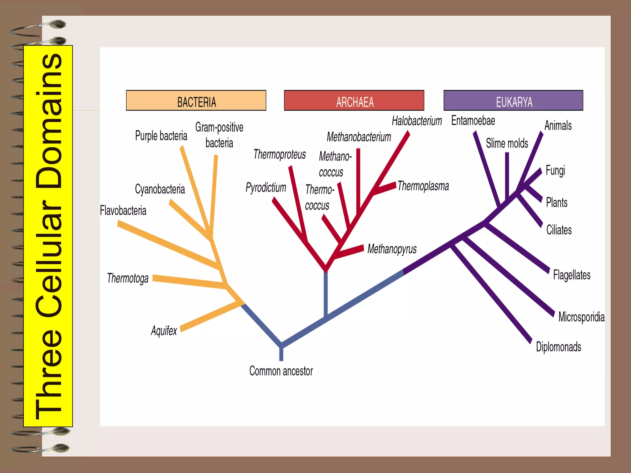 Bacterial-Classification.pdf