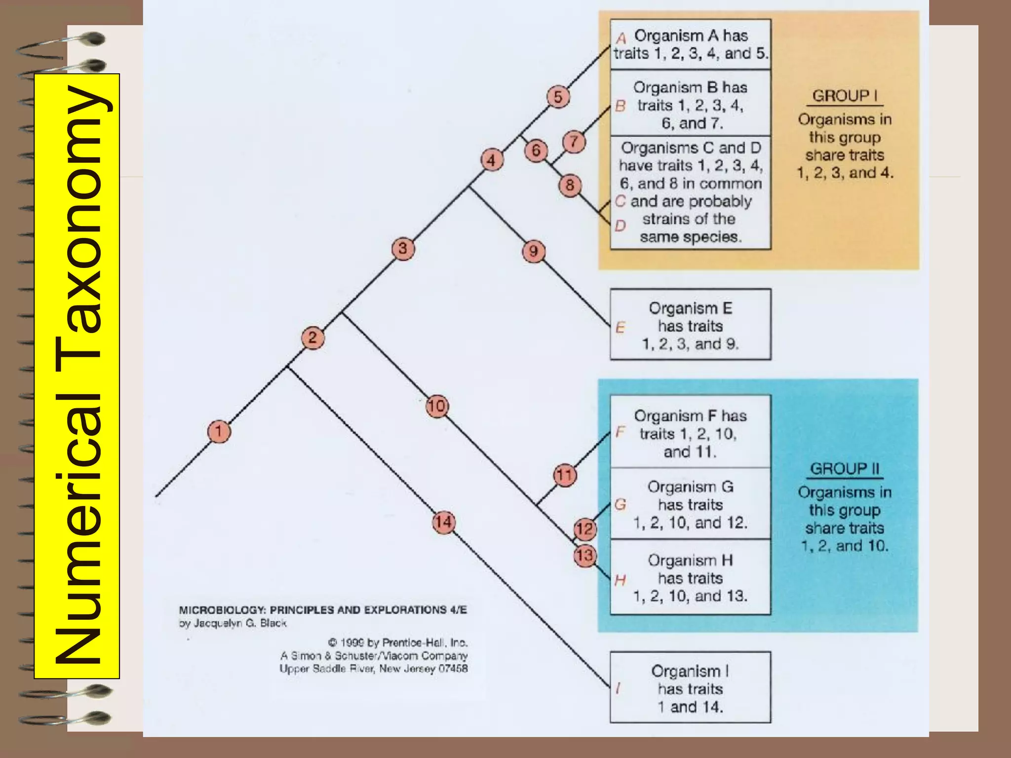 Bacterial-Classification.pdf