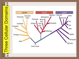 Bacterial-Classification.pdf