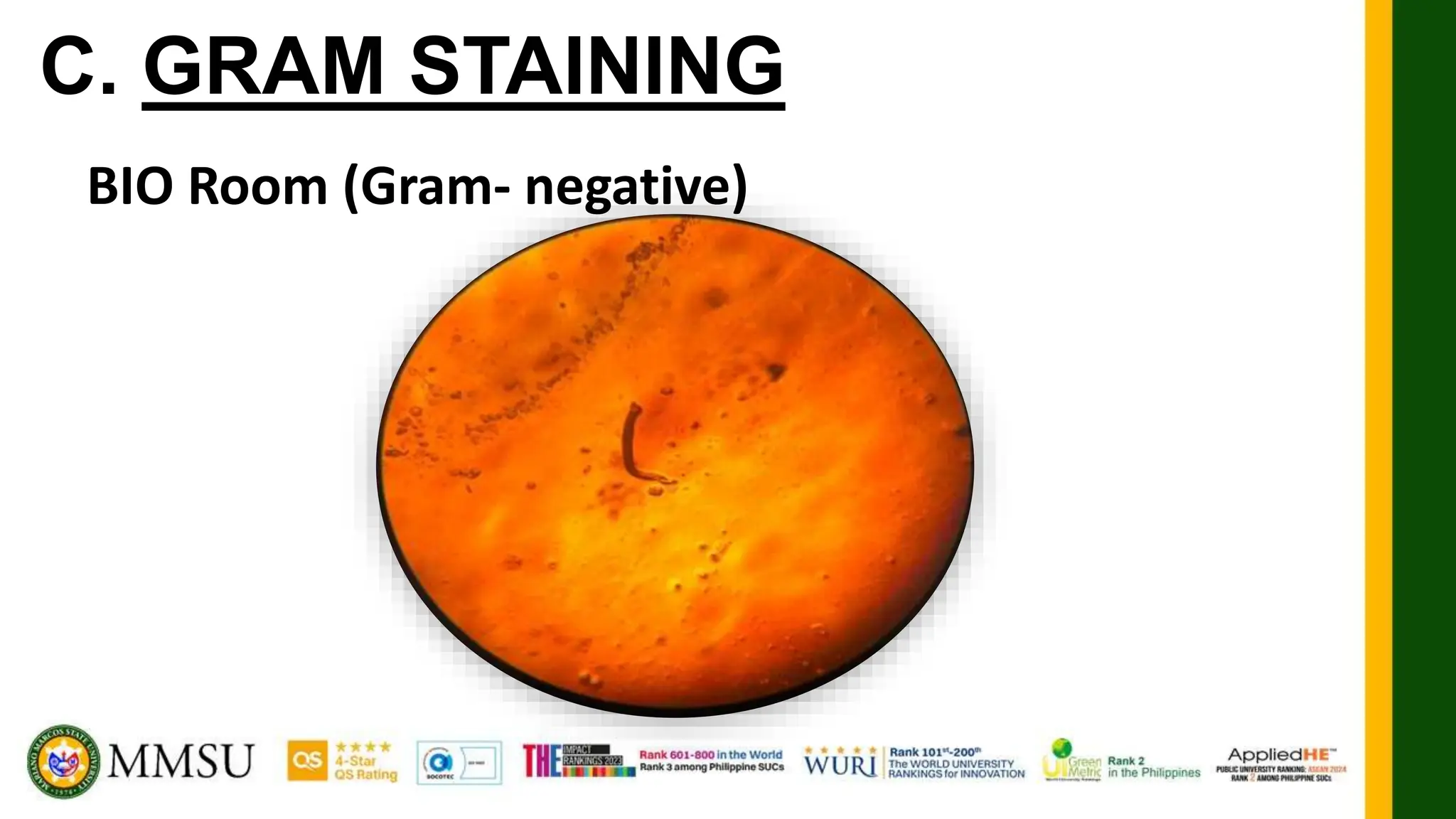 “Cultivating Bacteria: A Brief Overview” | PPT