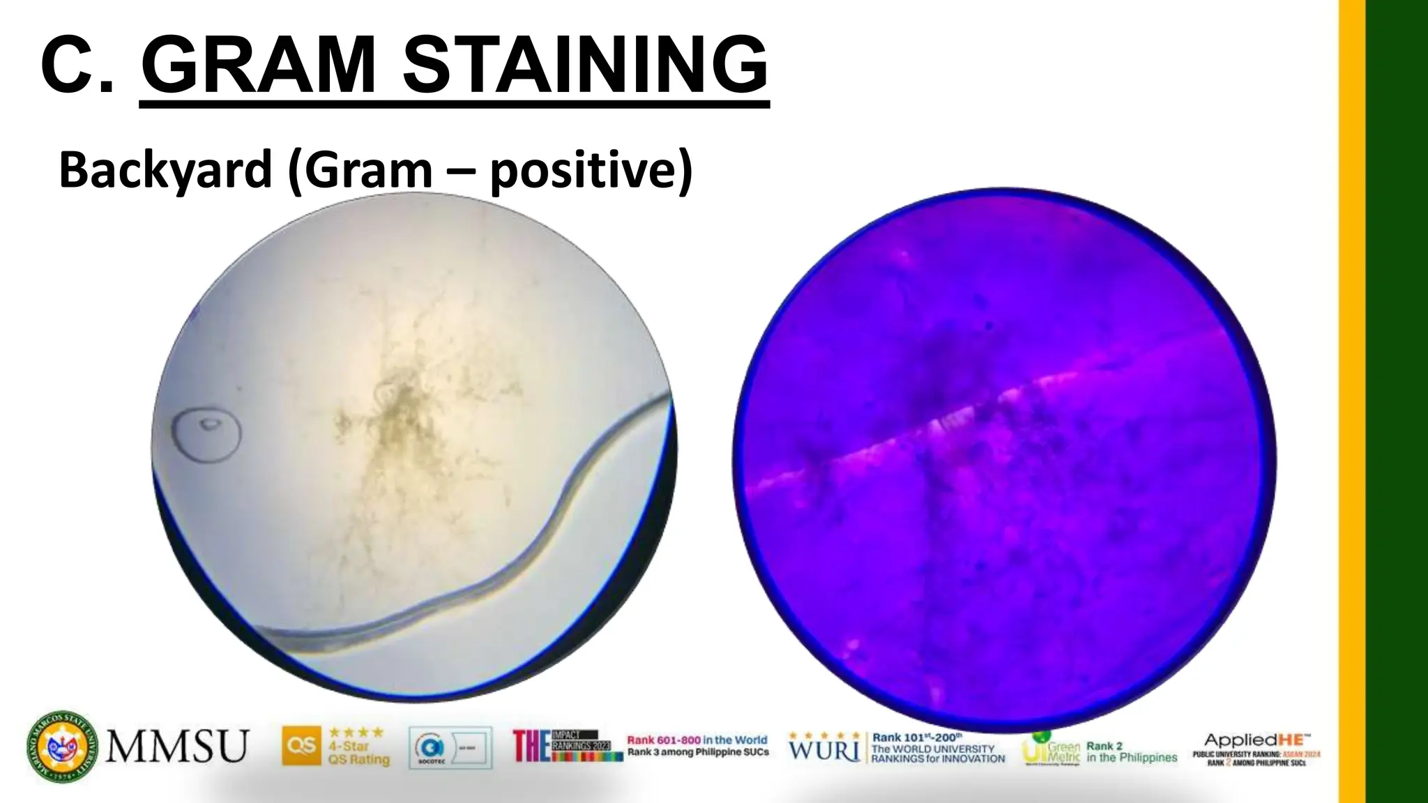 “Cultivating Bacteria: A Brief Overview” | PPT