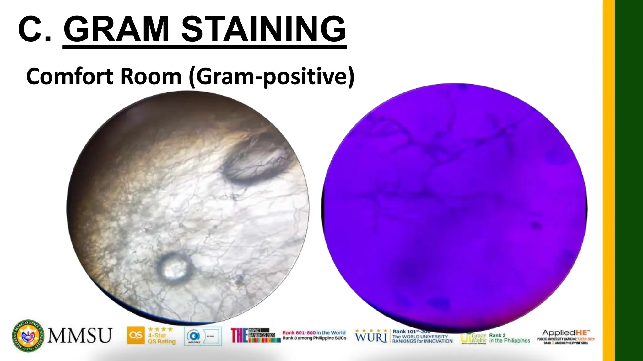 “Cultivating Bacteria: A Brief Overview” | PPT