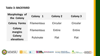 “Cultivating Bacteria: A Brief Overview” | PPT