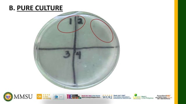 “Cultivating Bacteria: A Brief Overview” | PPT