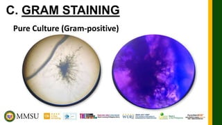 “Cultivating Bacteria: A Brief Overview” | PPT