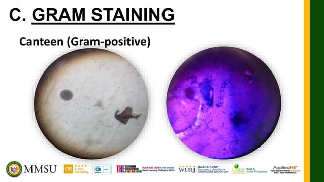 “Cultivating Bacteria: A Brief Overview” | PPT