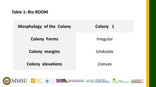 “Cultivating Bacteria: A Brief Overview” | PPT
