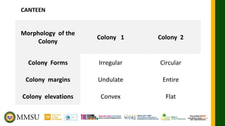“Cultivating Bacteria: A Brief Overview” | PPT