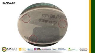 “Cultivating Bacteria: A Brief Overview” | PPT