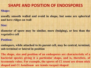 Bacterial-ييييييييييييييييييييييEndospores.pdf