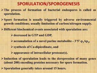 Bacterial-ييييييييييييييييييييييEndospores.pdf