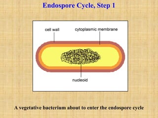 Bacterial-ييييييييييييييييييييييEndospores.pdf