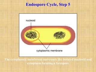 Bacterial-ييييييييييييييييييييييEndospores.pdf