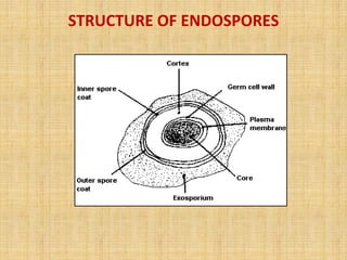 Bacterial-ييييييييييييييييييييييEndospores.pdf