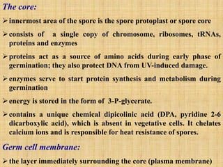 Bacterial-ييييييييييييييييييييييEndospores.pdf