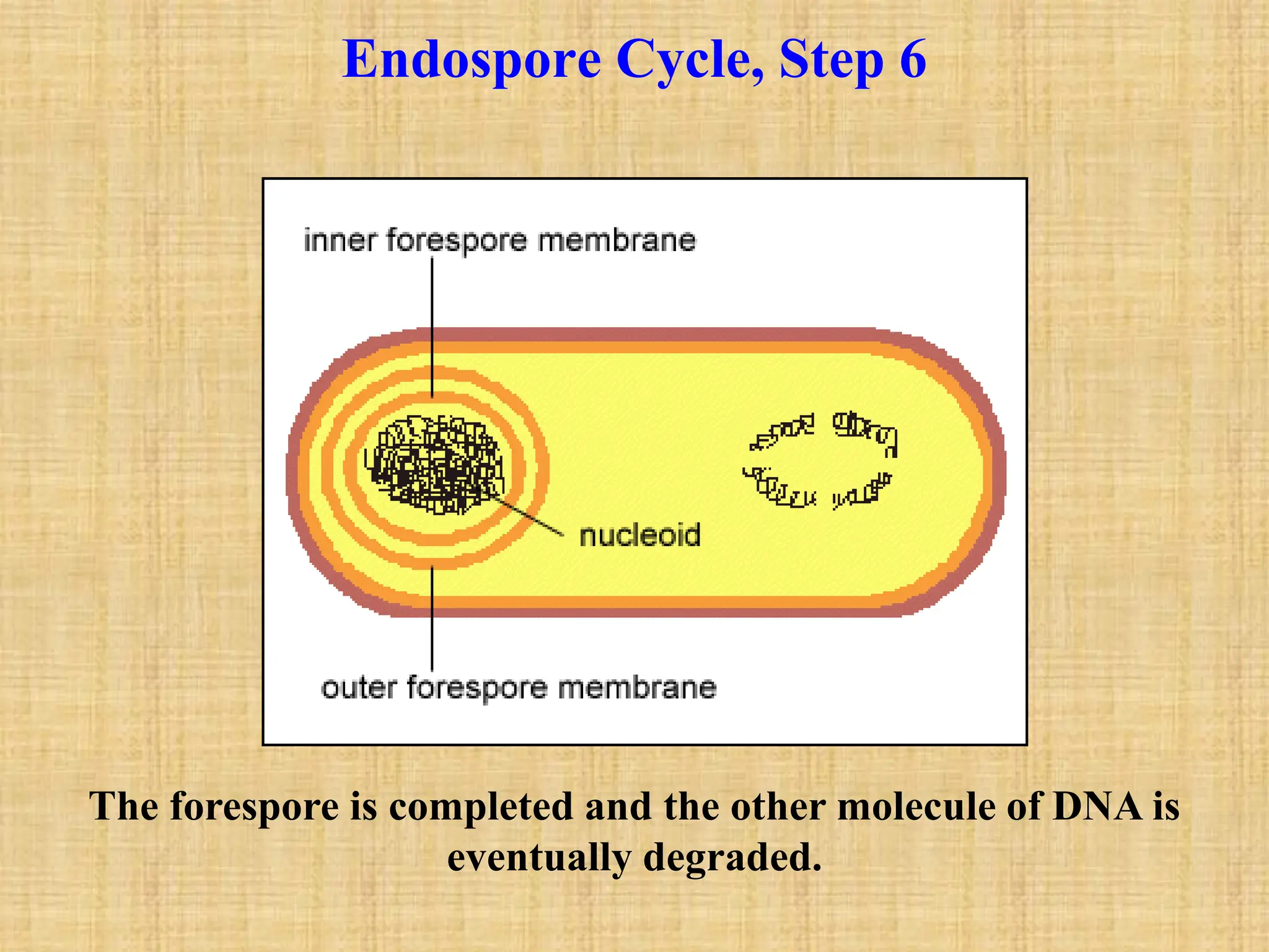 Bacterial-Endosporesد حاتم البيطاررررر.pdf