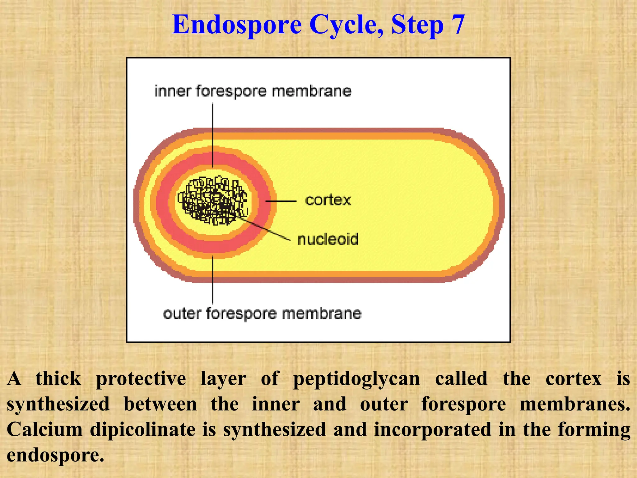 Bacterial-Endosporesد حاتم البيطاررررر.pdf