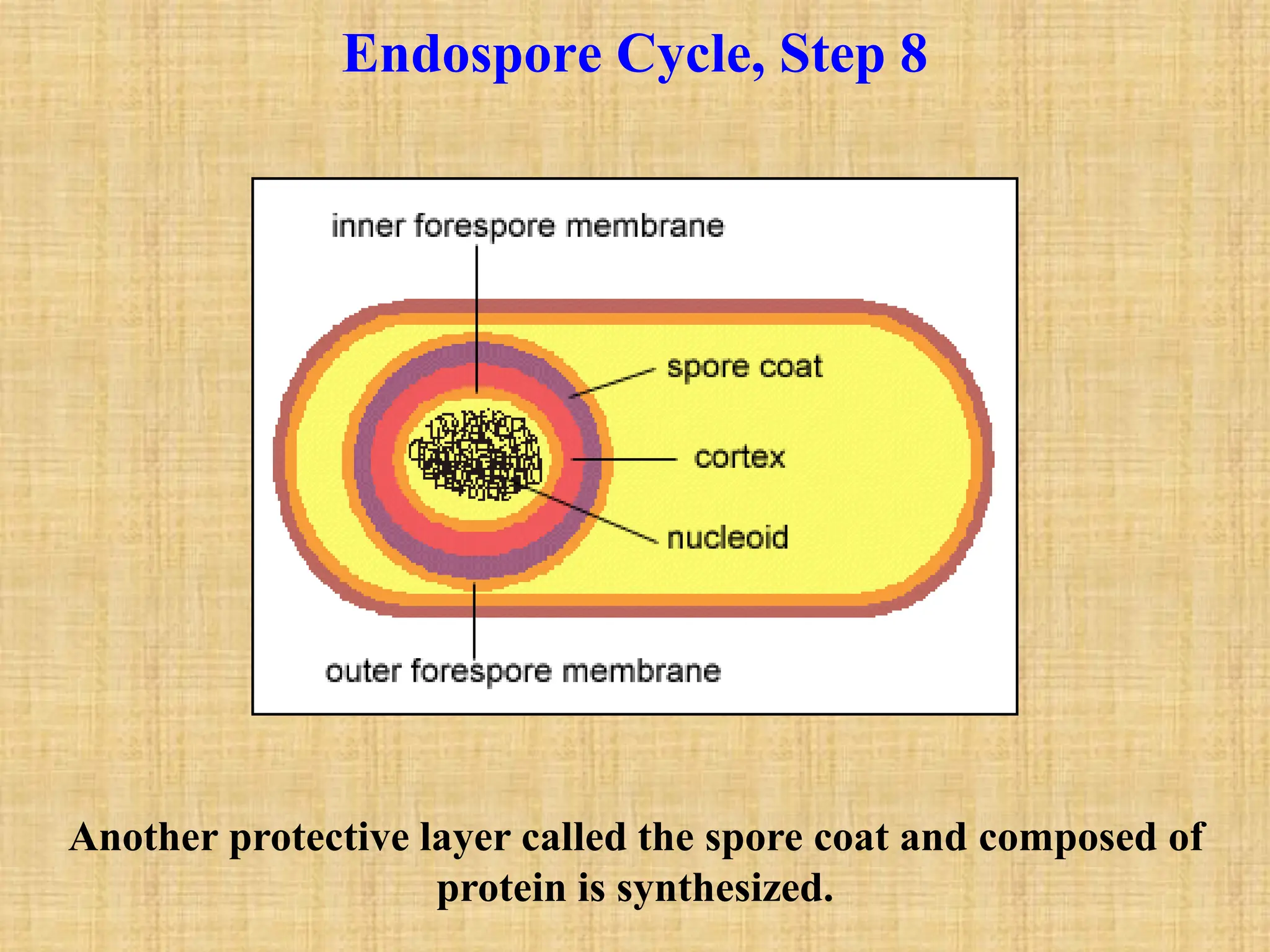 Bacterial-Endosporesد حاتم البيطاررررر.pdf