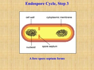 Bacterial-Endosporesد حاتم البيطاررررر.pdf