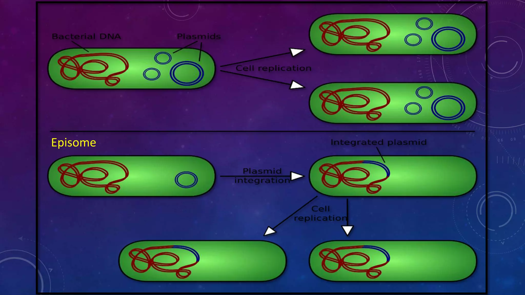 Bacterial genetics | PPTX