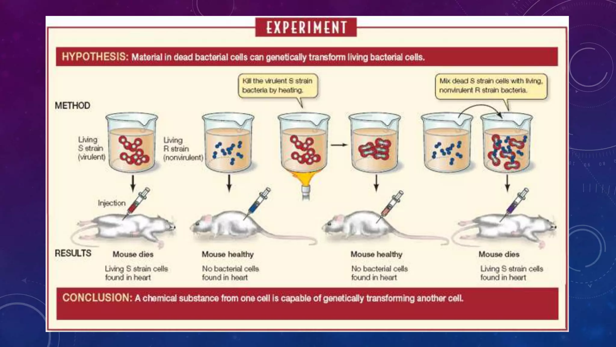 Bacterial genetics | PPTX