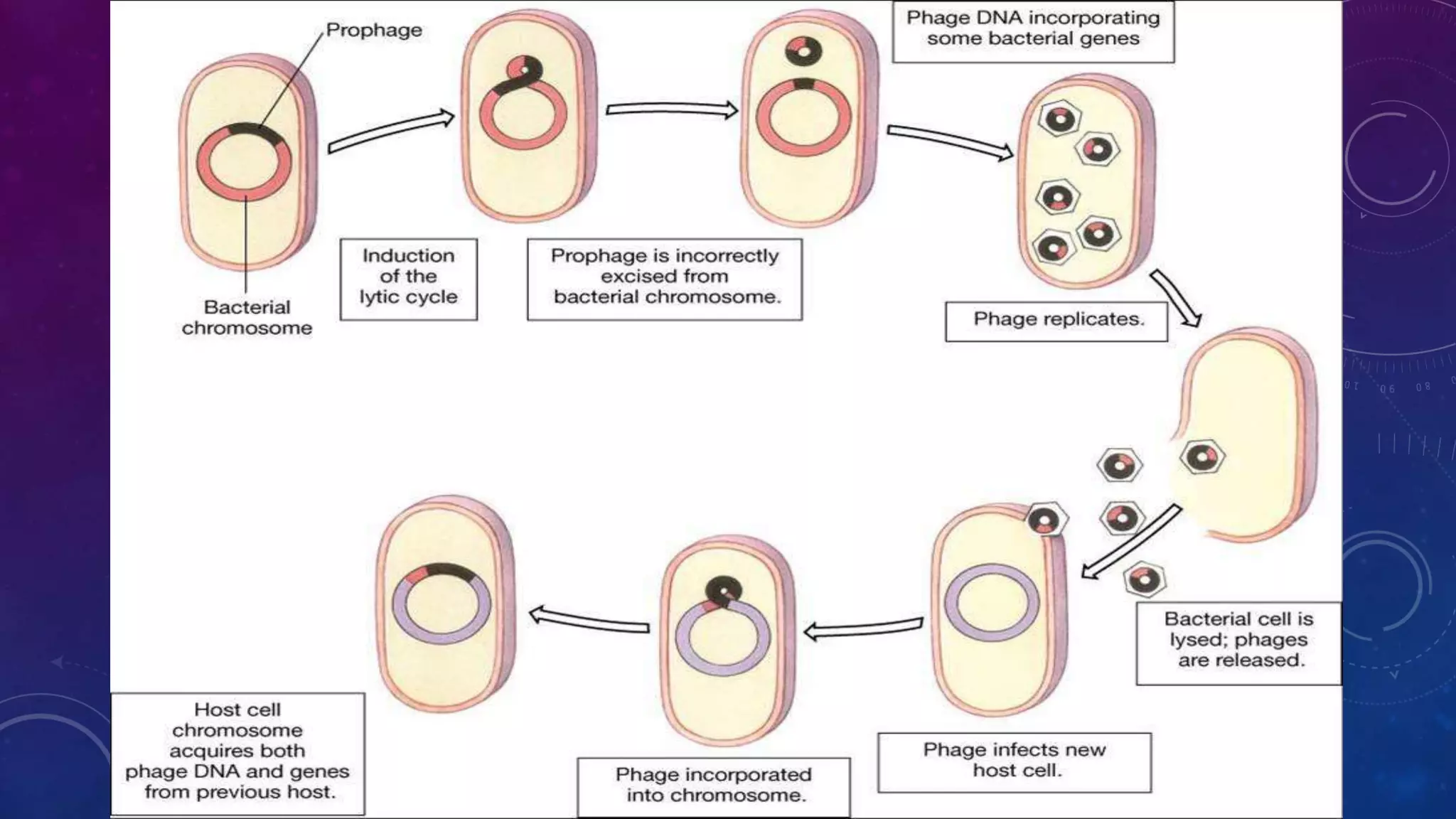 Bacterial genetics | PPTX