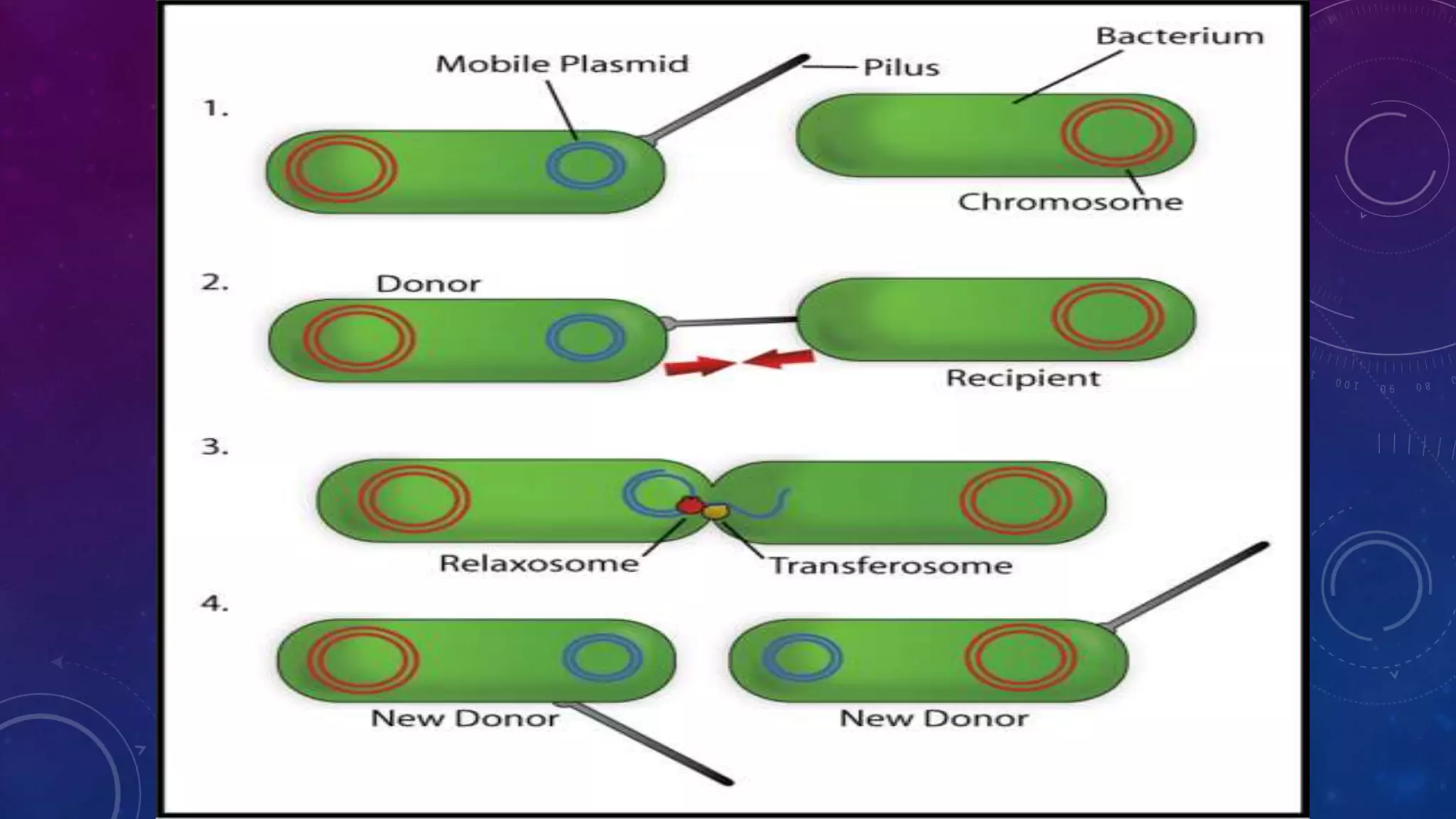 Bacterial genetics | PPTX