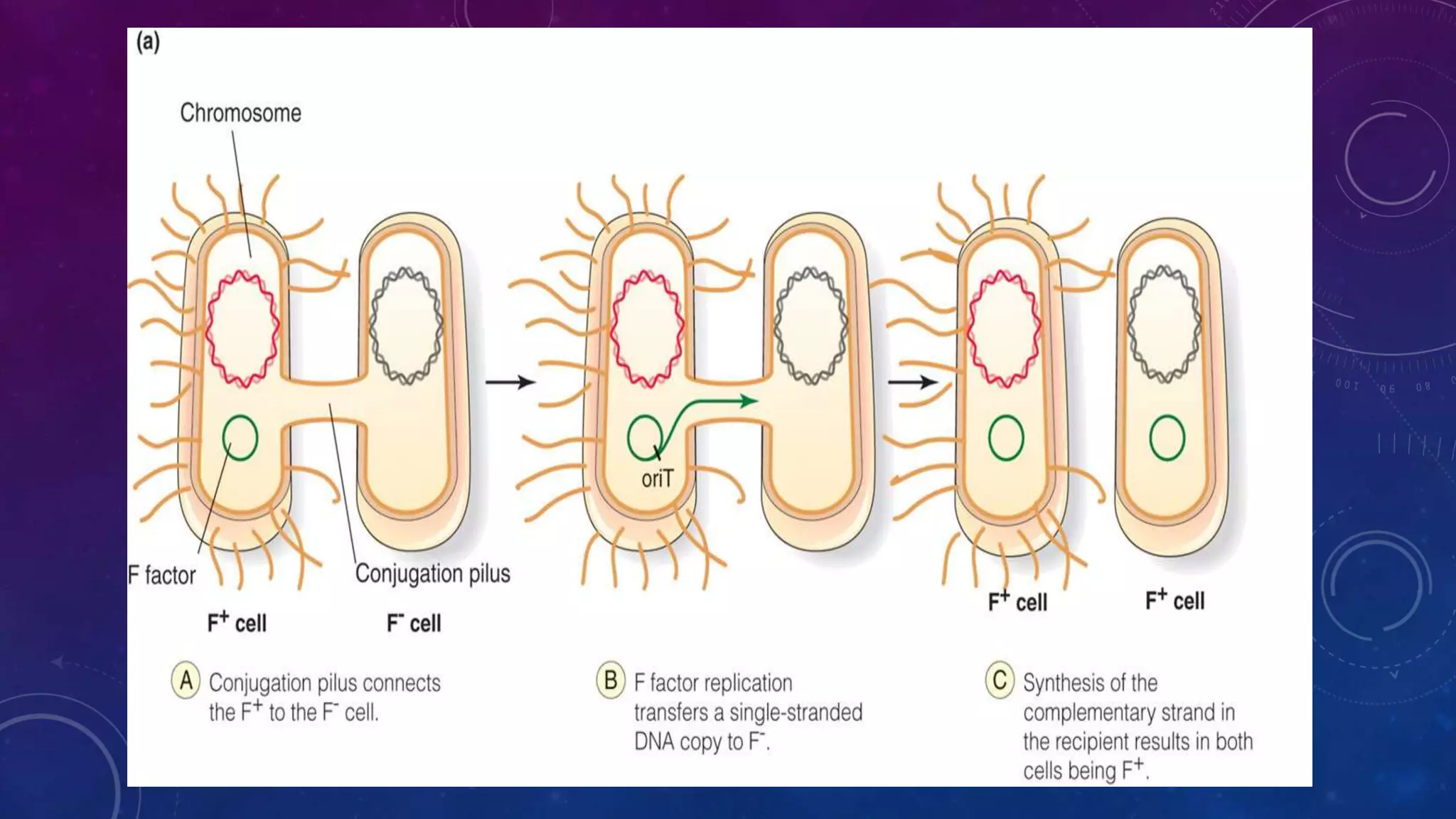 Bacterial genetics | PPTX