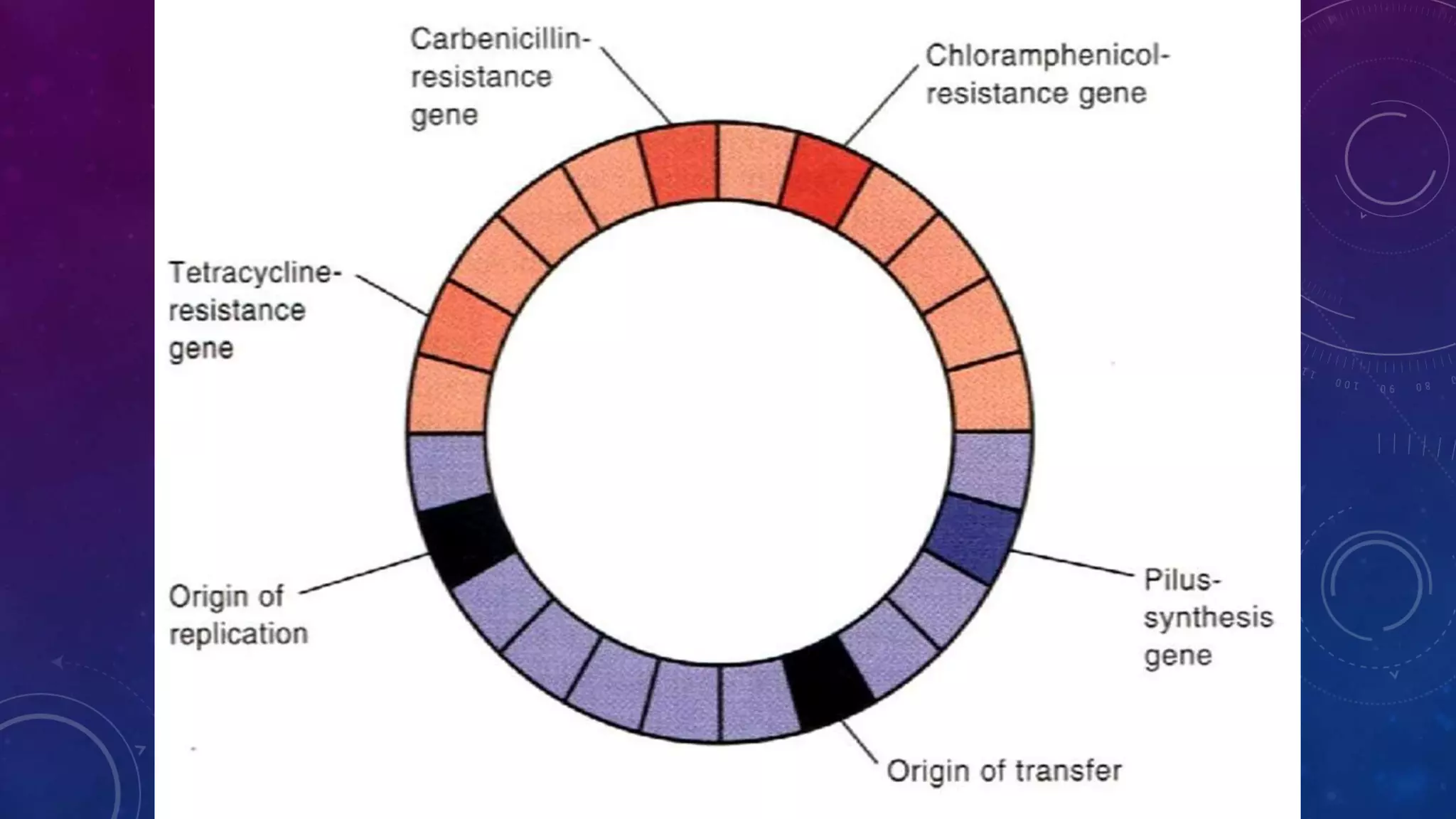 Bacterial genetics | PPTX