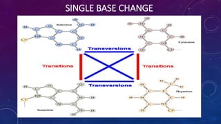 Bacterial genetics | PPTX