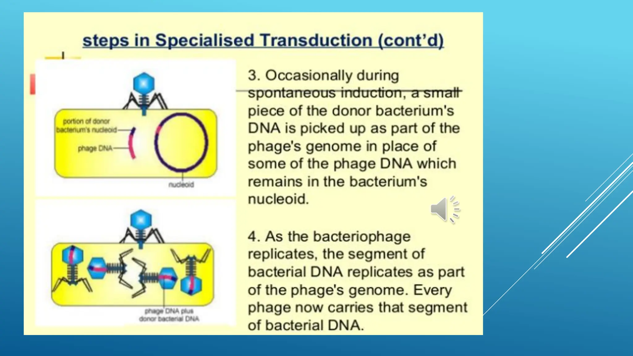 Bacterial-genetics-and-Gene-transfer.pdf
