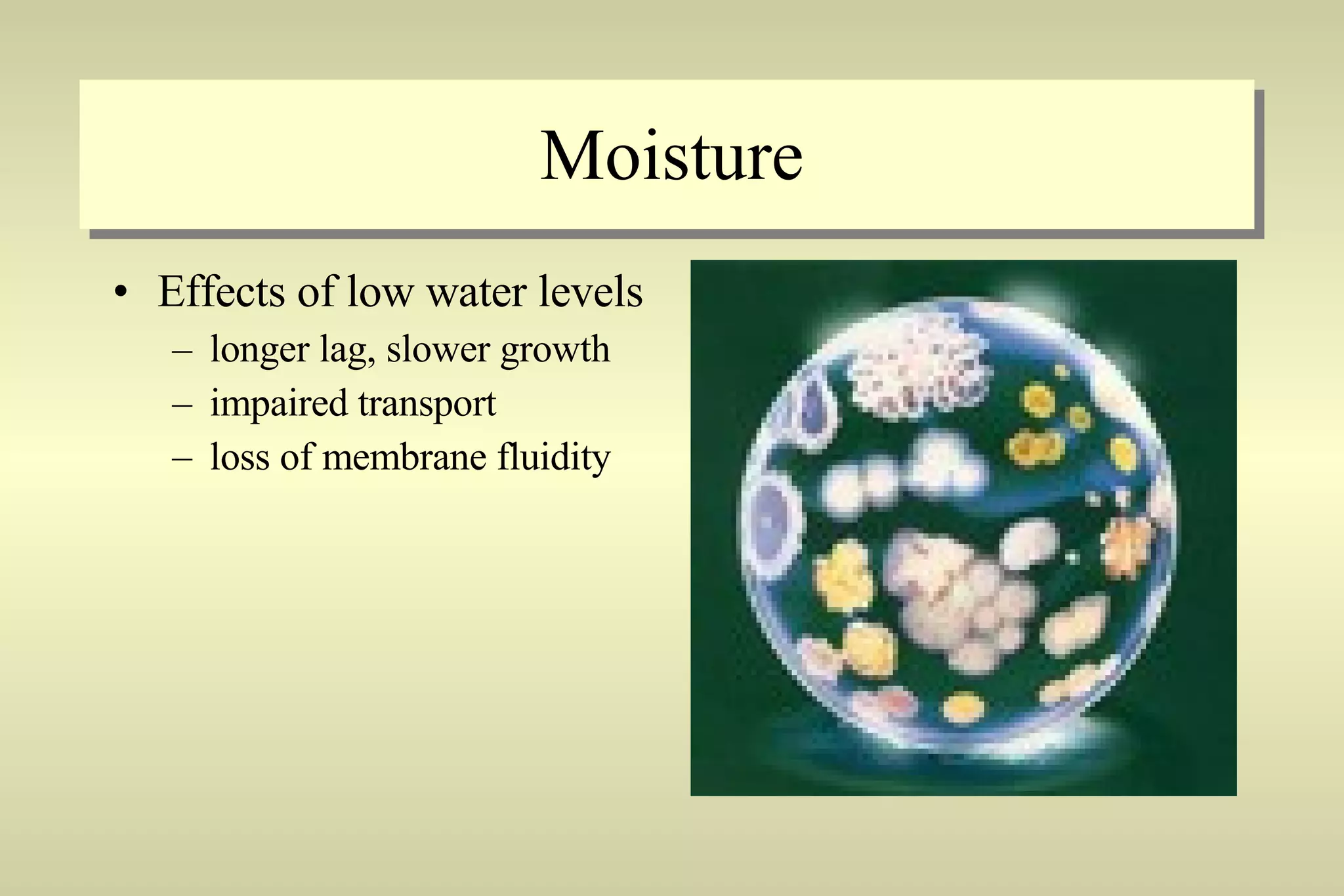 Bacterial Growth Factors | PPT