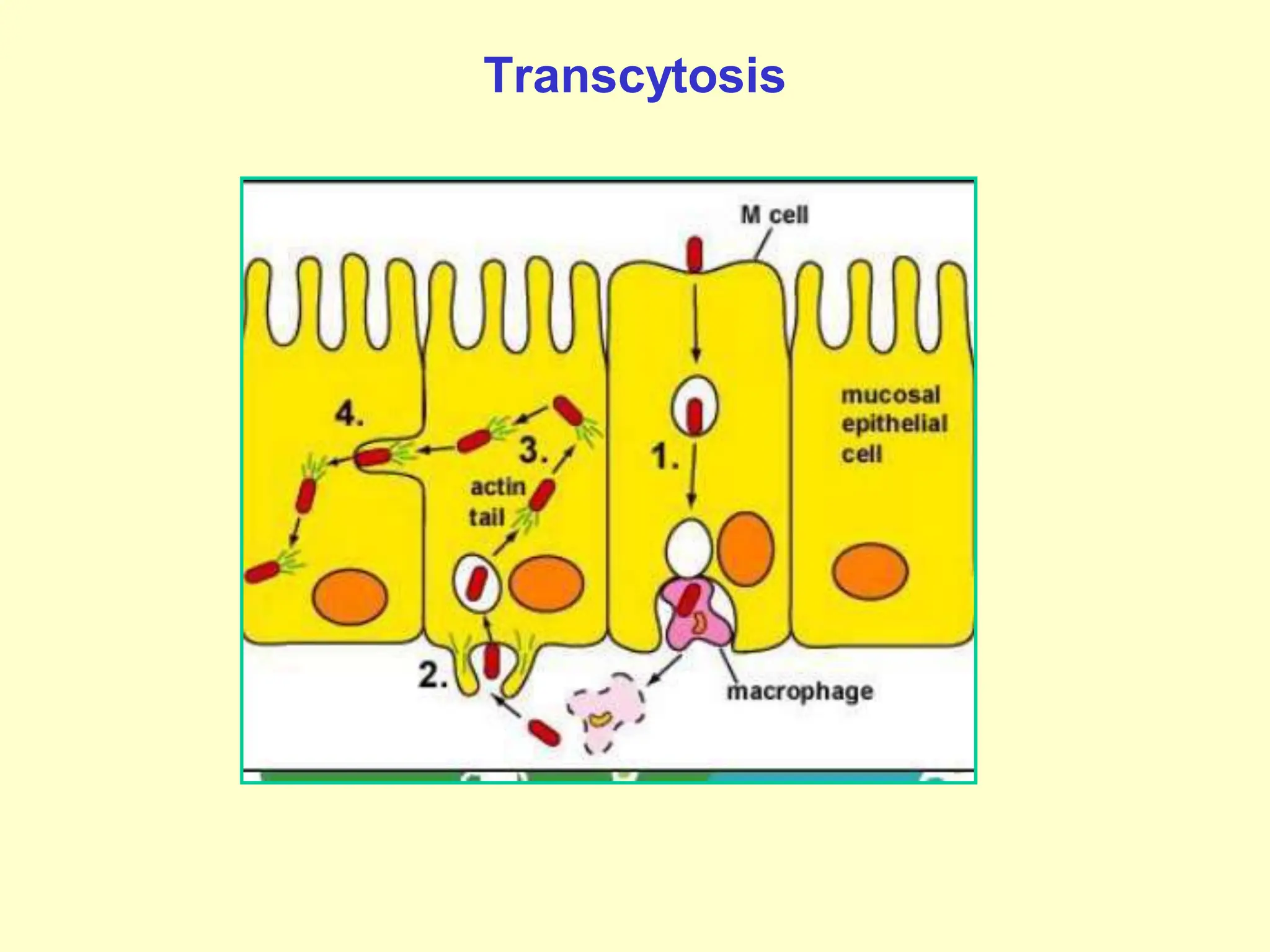 Bacterial-Pathogenesis.pdf
