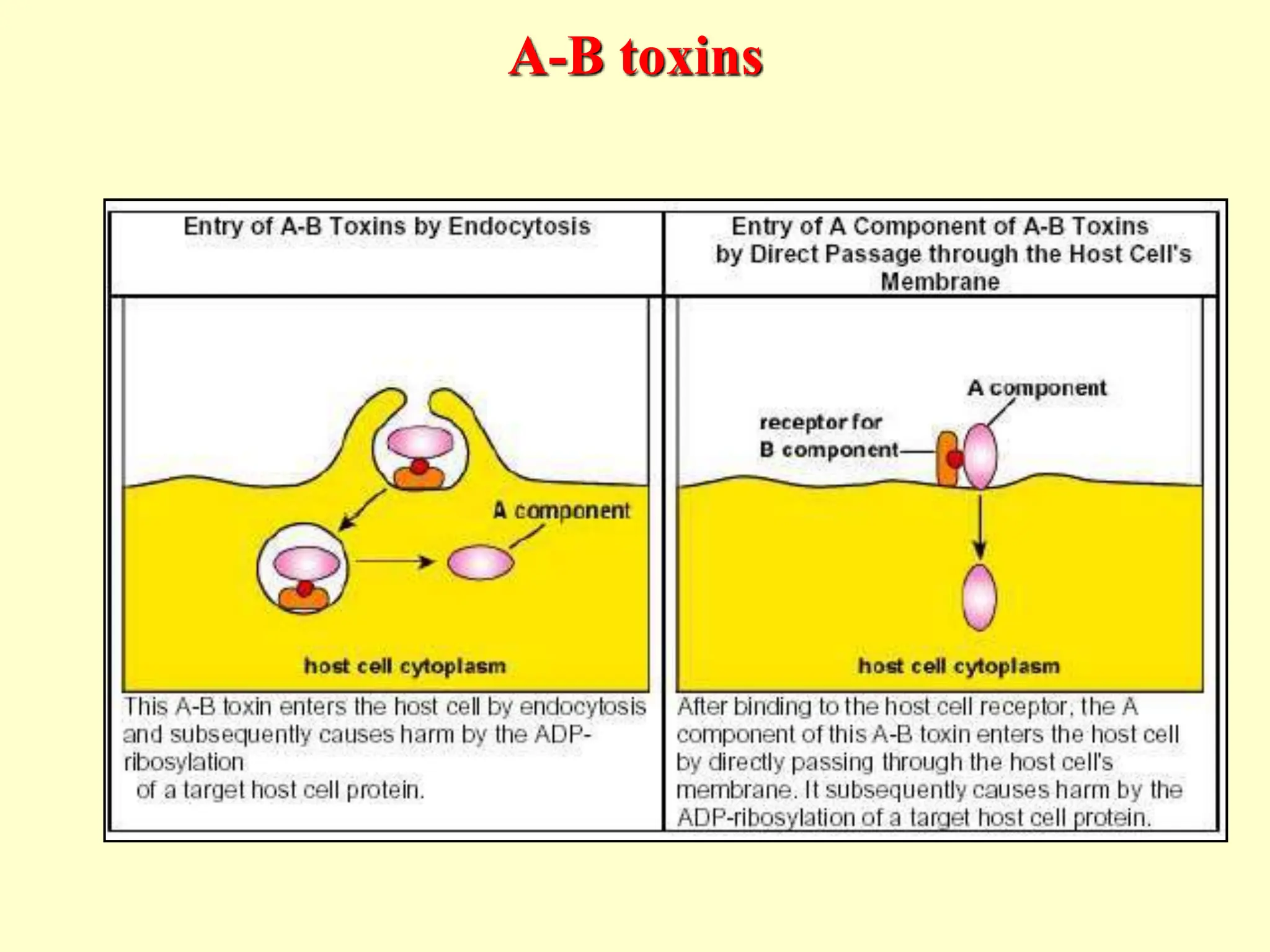 Bacterial Pathogenesis Pdf