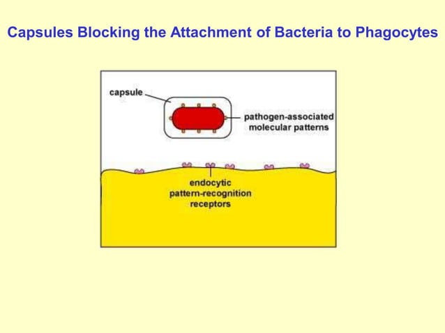 Bacterial-Pathogenesis.pdf