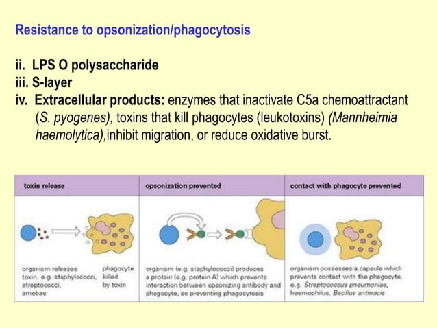 Bacterial-Pathogenesis.pdf
