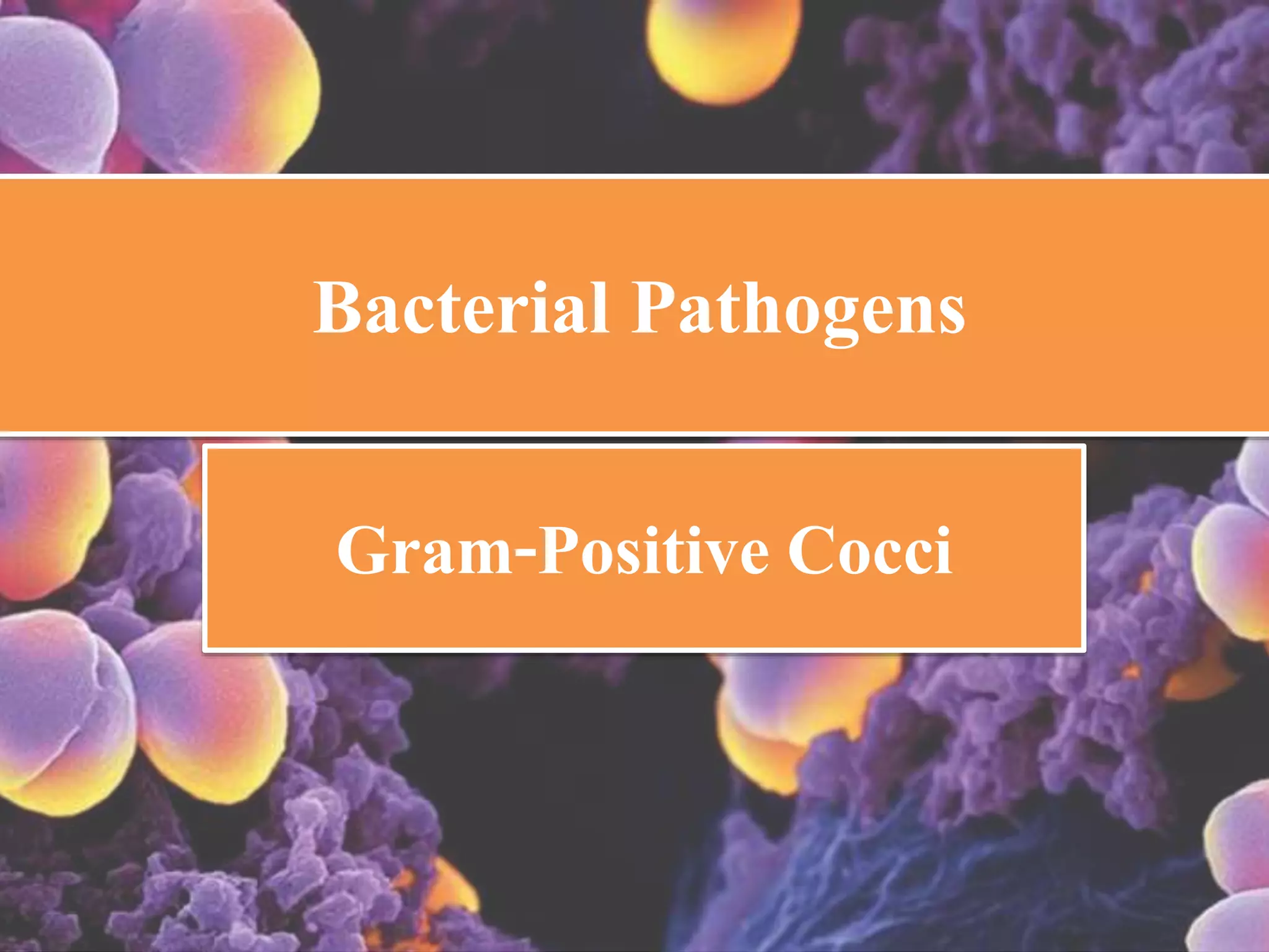 Bacterial Gram- positive Cocci | PPTX