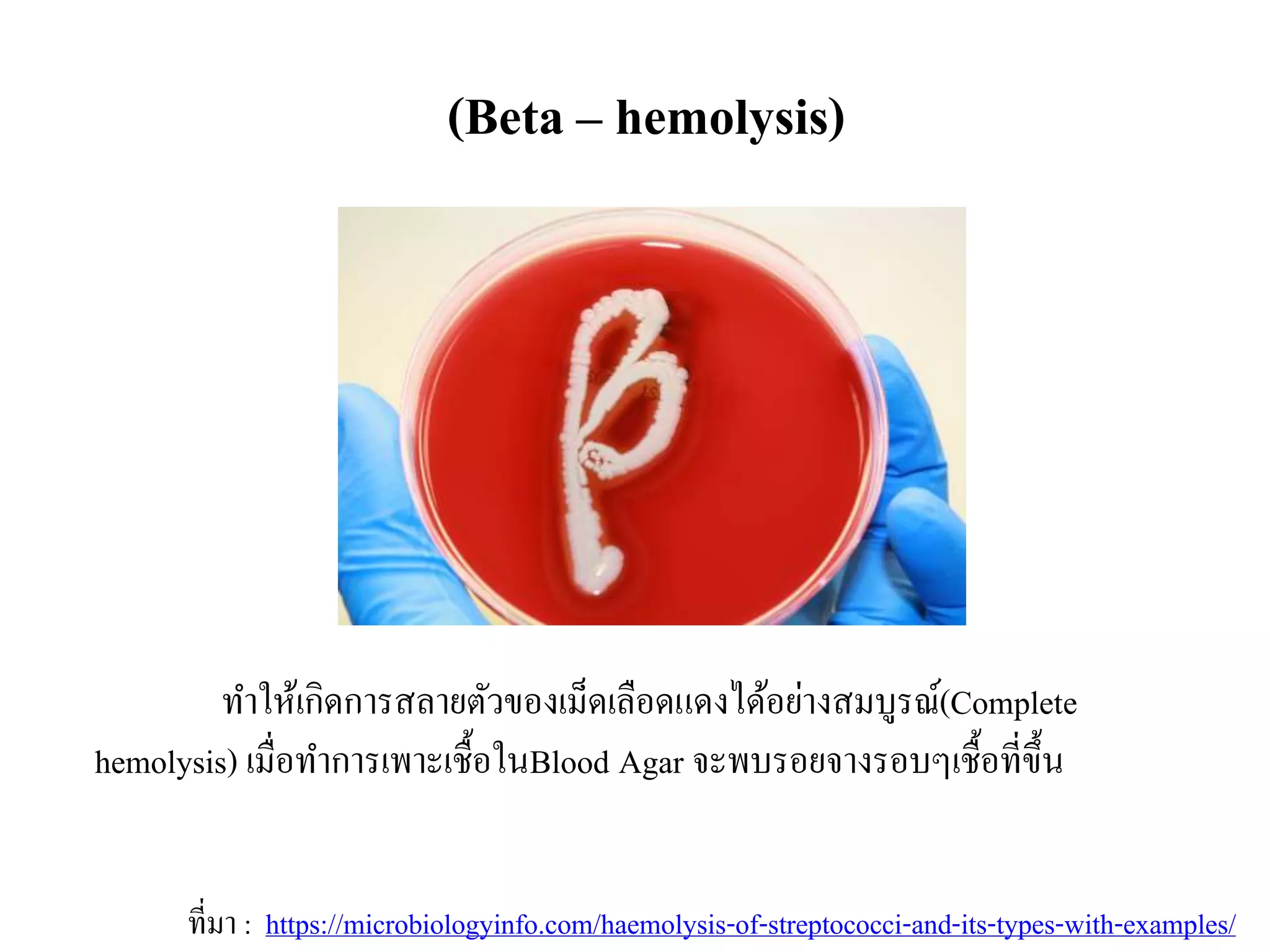 Bacterial Gram Positive Cocci Ppt