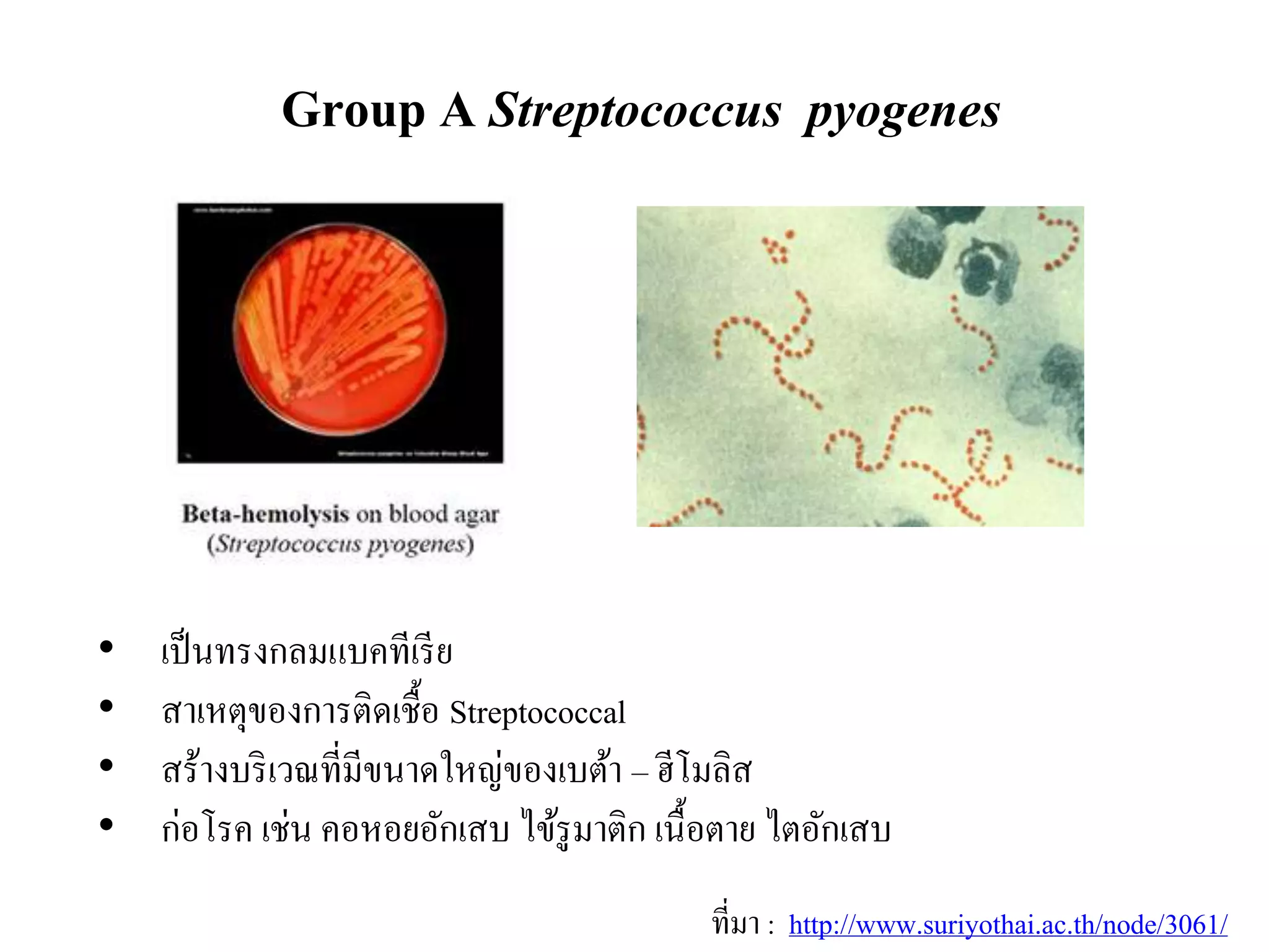 Bacterial Gram Positive Cocci Ppt Free Download