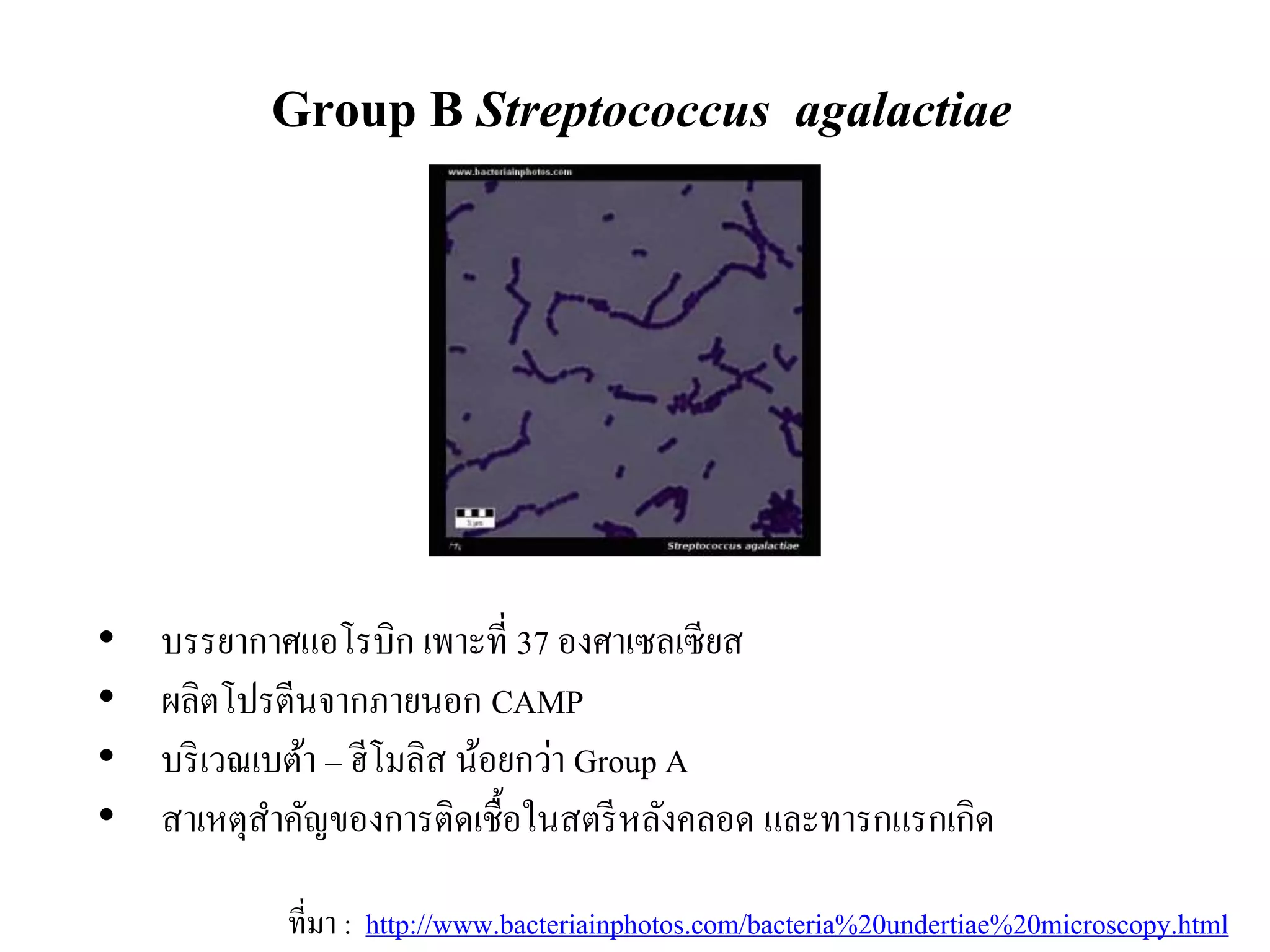 Bacterial Gram Positive Cocci Ppt