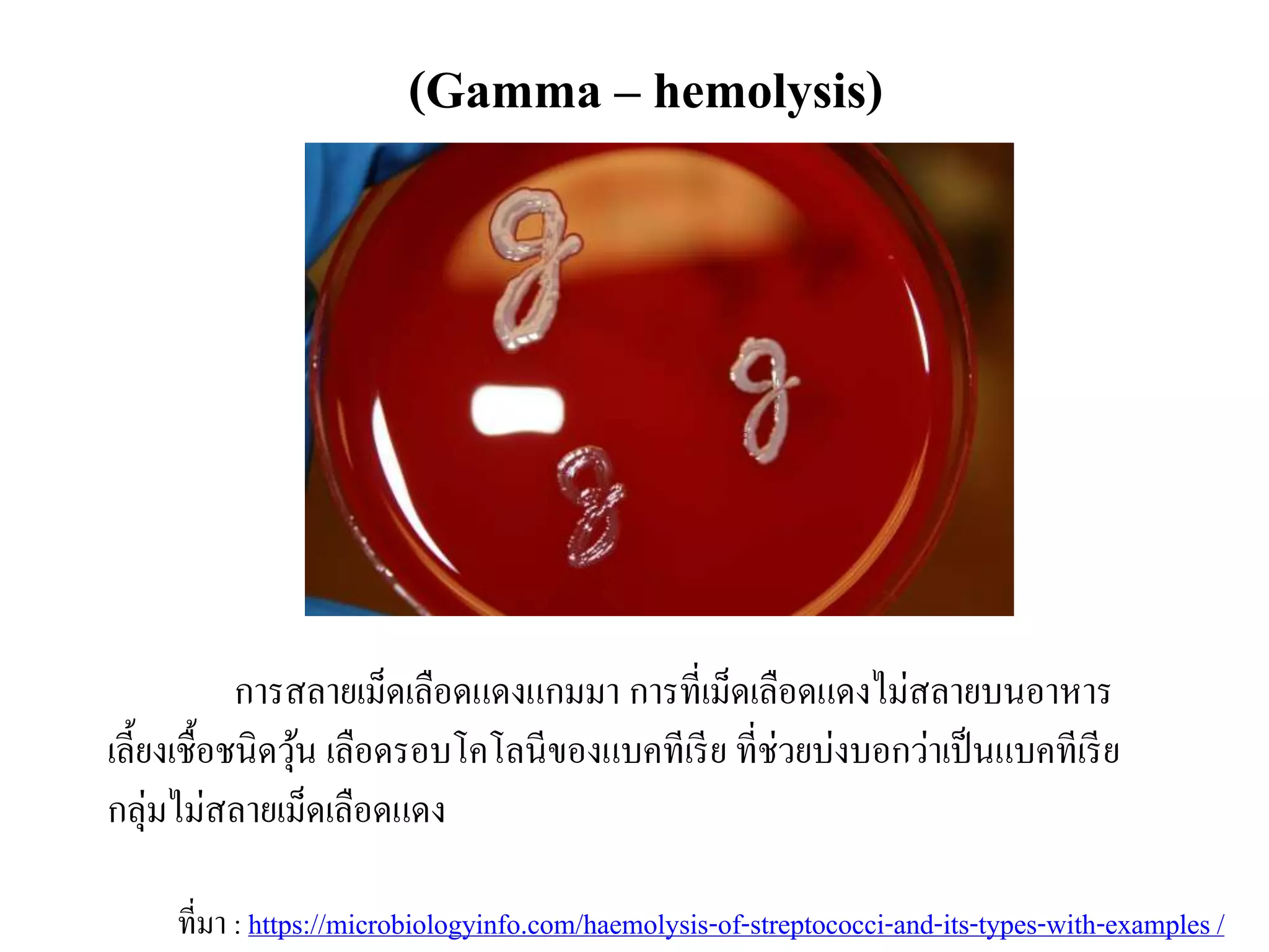 Bacterial Gram Positive Cocci Ppt