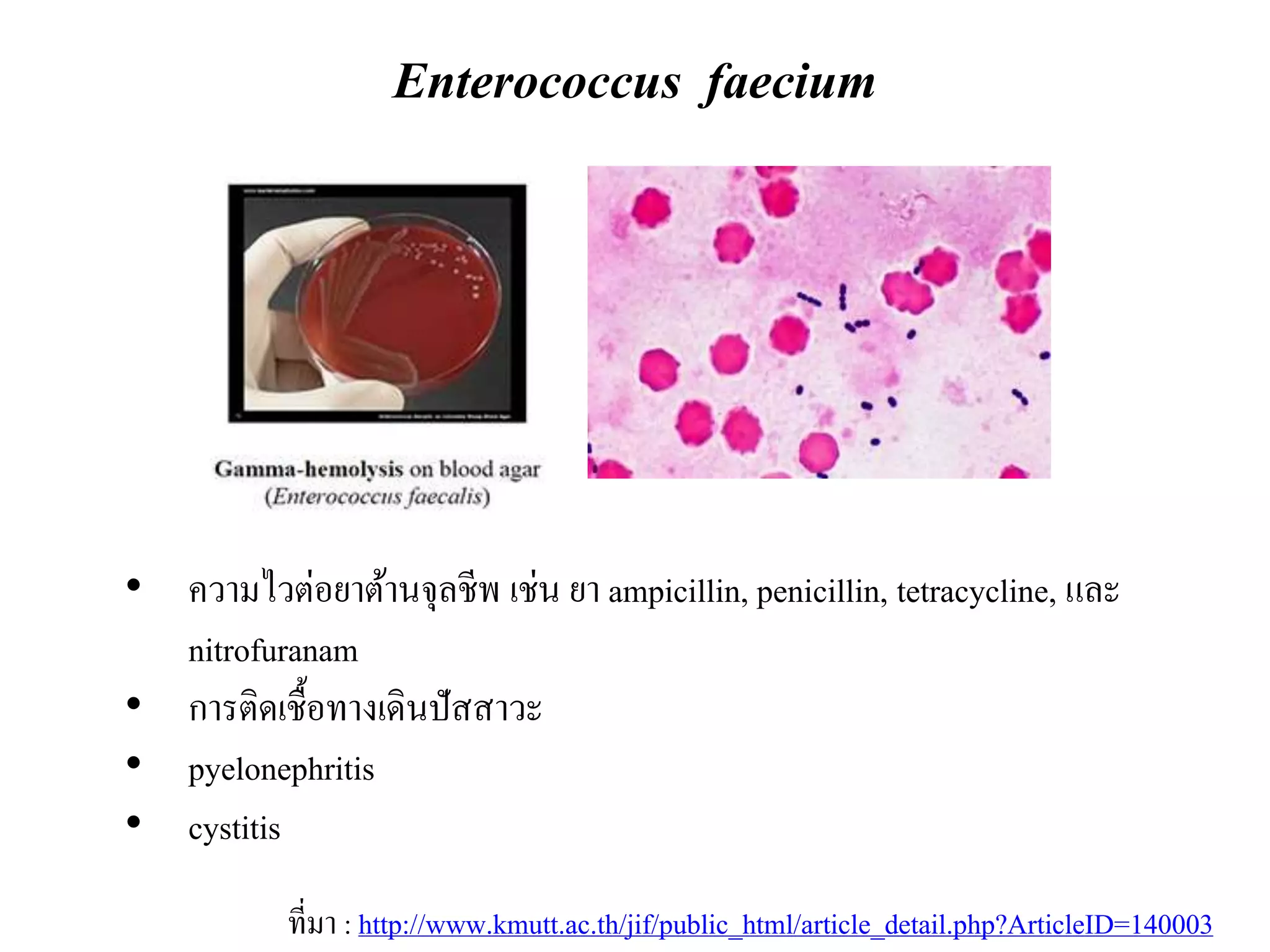 Bacterial Gram Positive Cocci Ppt