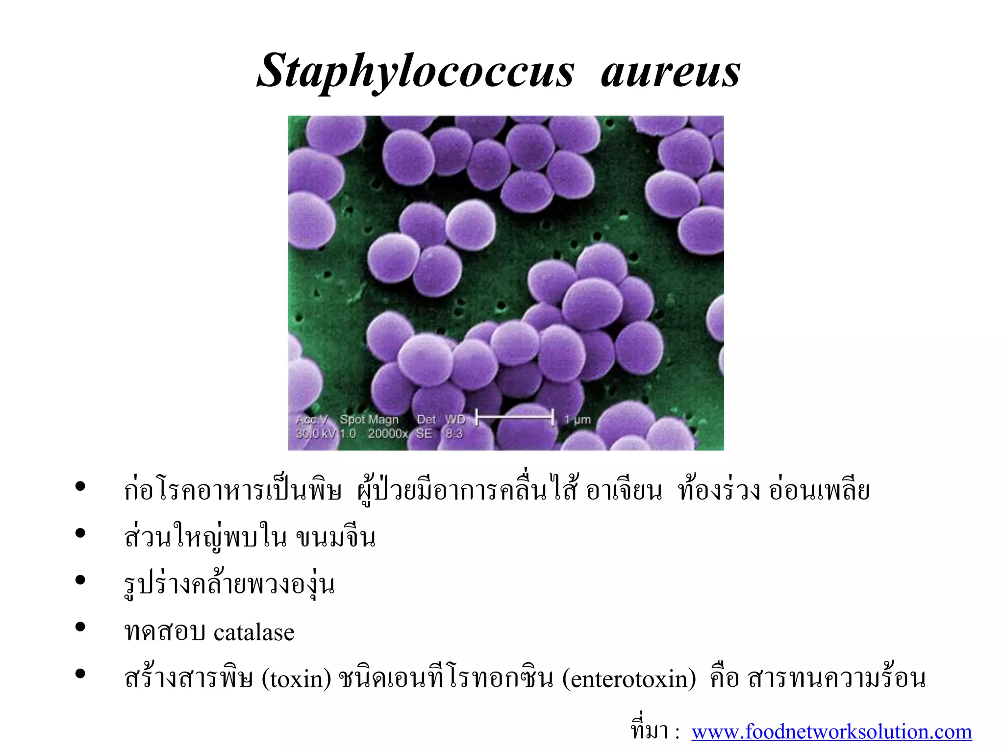 Bacterial Gram Positive Cocci Ppt