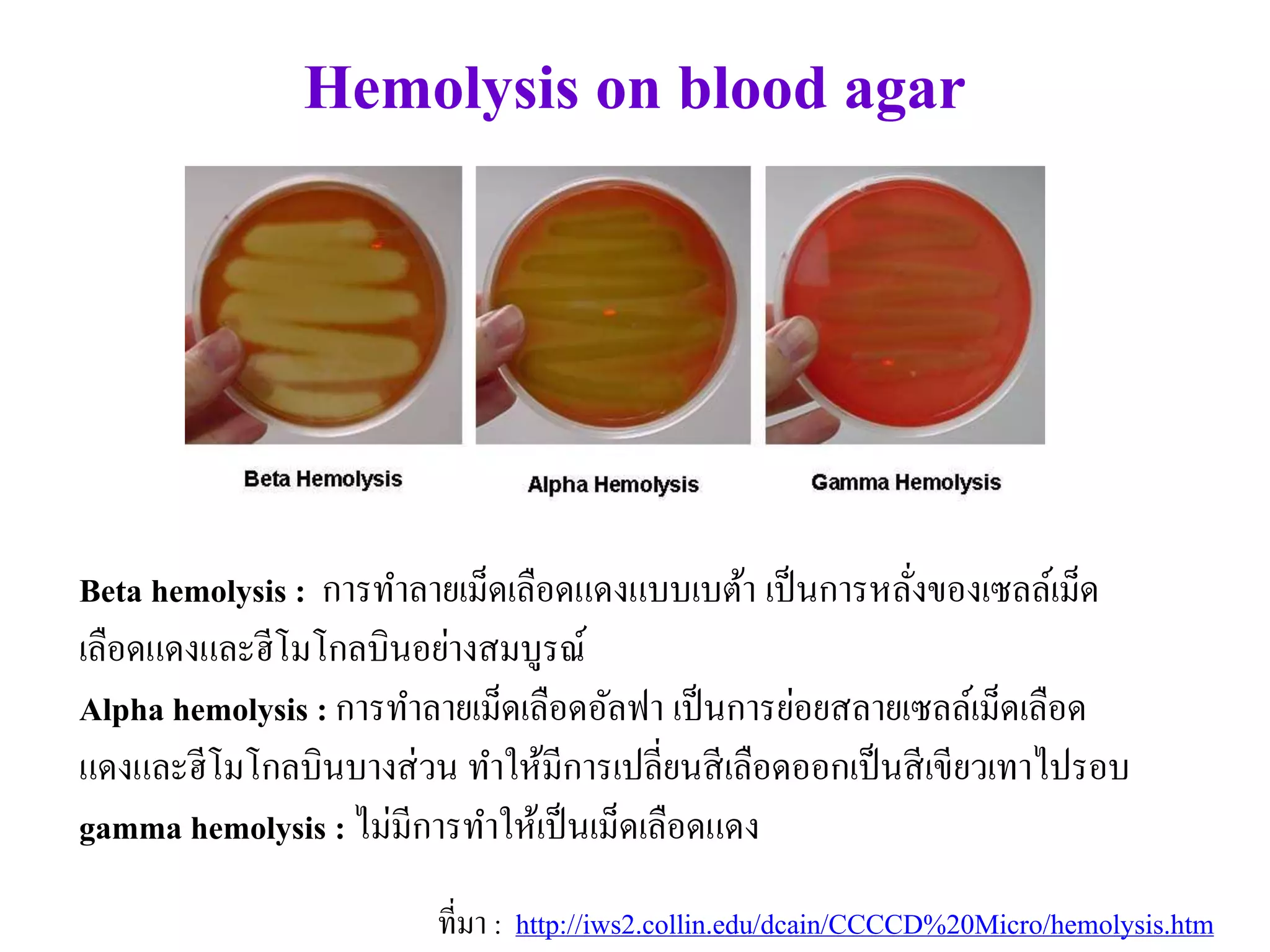 Bacterial Gram Positive Cocci Ppt