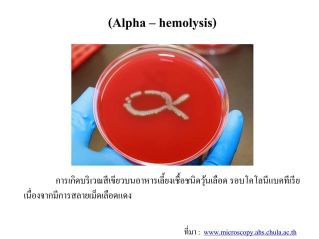 Bacterial Gram Positive Cocci Ppt