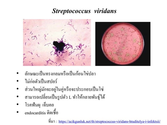 Bacterial Gram Positive Cocci Ppt