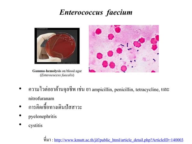 Bacterial Gram- positive Cocci | PPTX