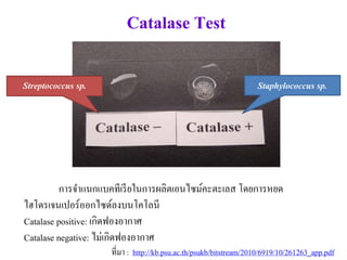Bacterial Gram- positive Cocci | PPTX