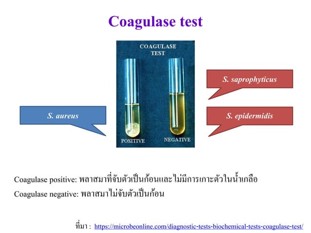 Bacterial Gram Positive Cocci Ppt