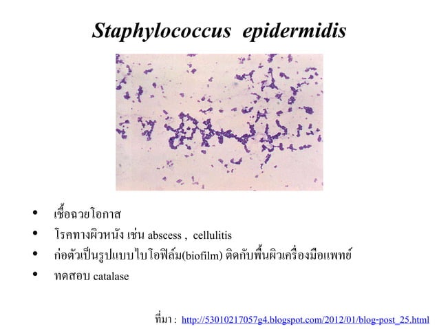 Bacterial Gram Positive Cocci Ppt